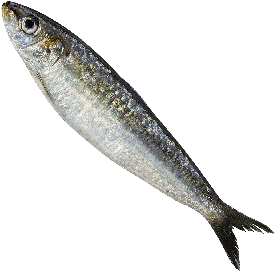 Sardinas guisadas - conservasramonpena.com